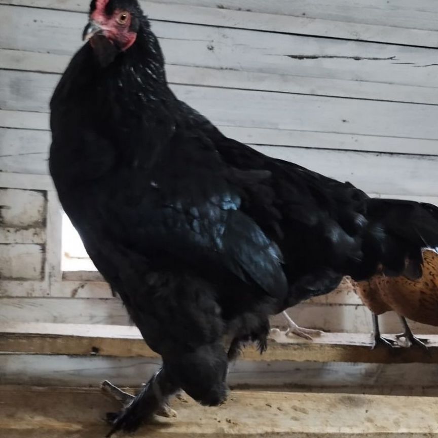 Продаются петухи 5 месяцев