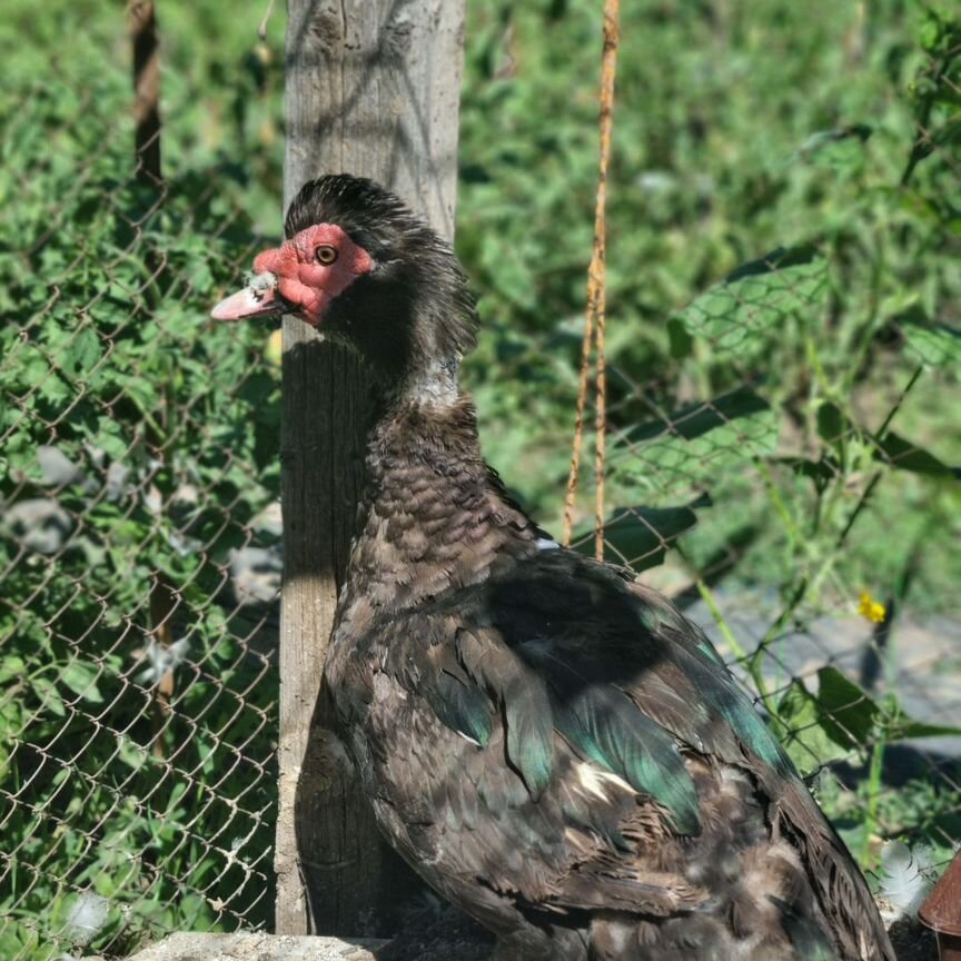 Селезень индоутки