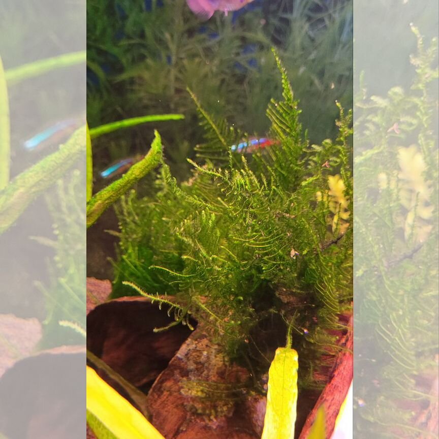 Мох крисмас