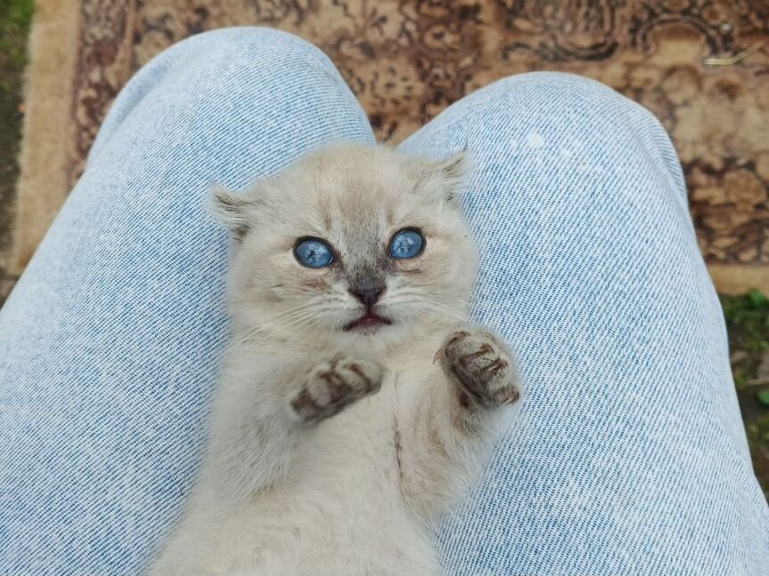 Вислоухие котята