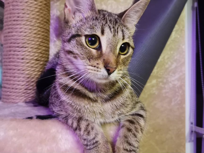 Кошка