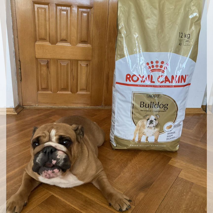 Корм для собак royal canin English Bulldog adult