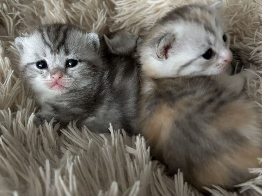 Продаю котят