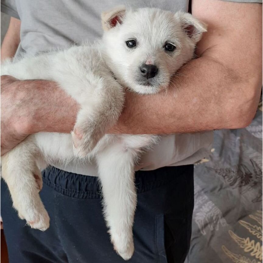 Щенок в добрые руки