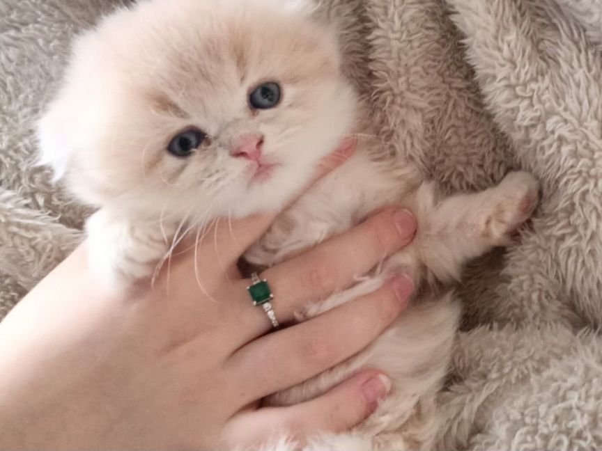Котики
