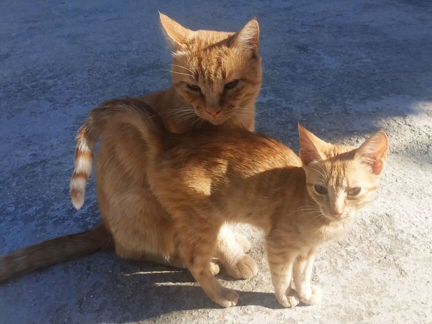 Котята в добрые руки даром