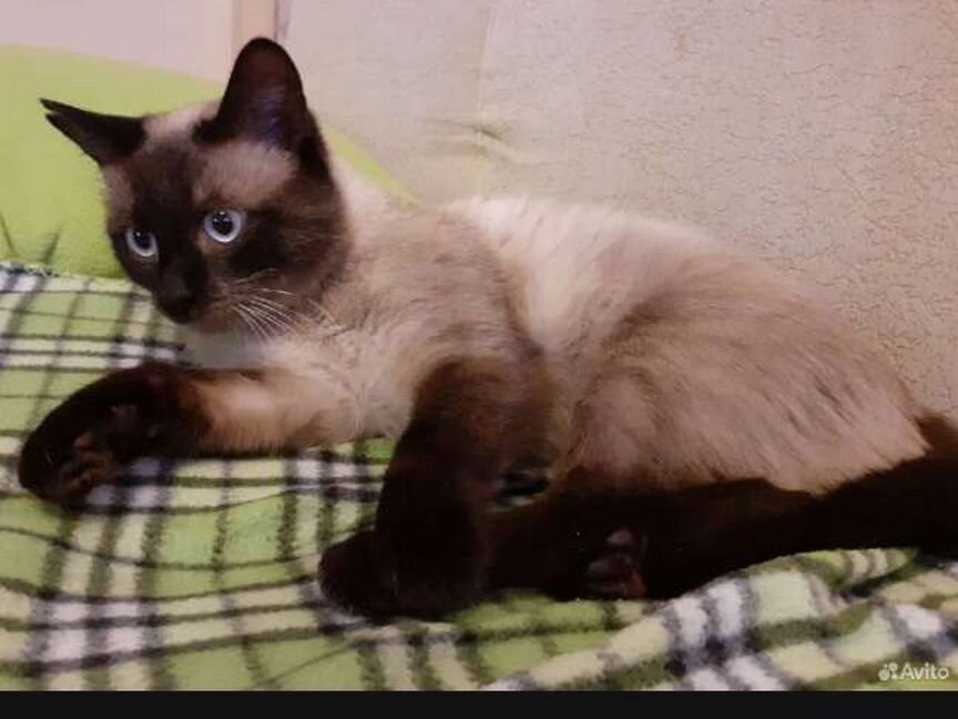 Потерялся - Сиамский котик. Район ост. Дружба