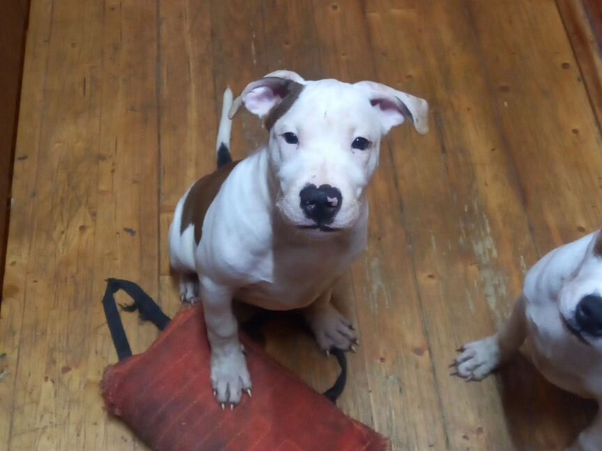 Американский стаффордширский терьер