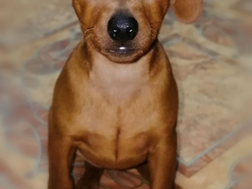 Маленькая собачка-компаньен