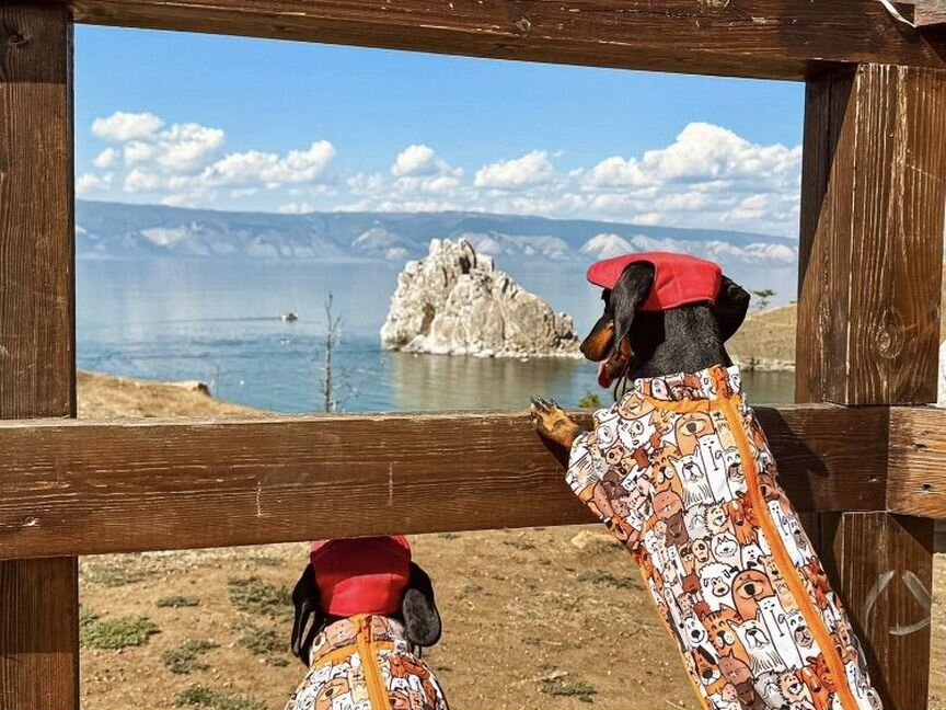 Комбенезон для таксы девочки