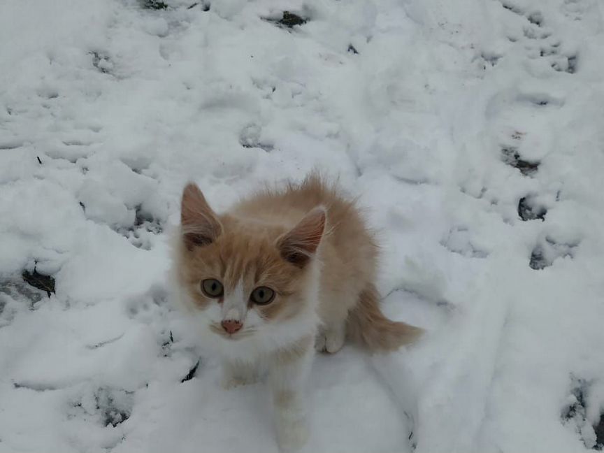Кошечки
