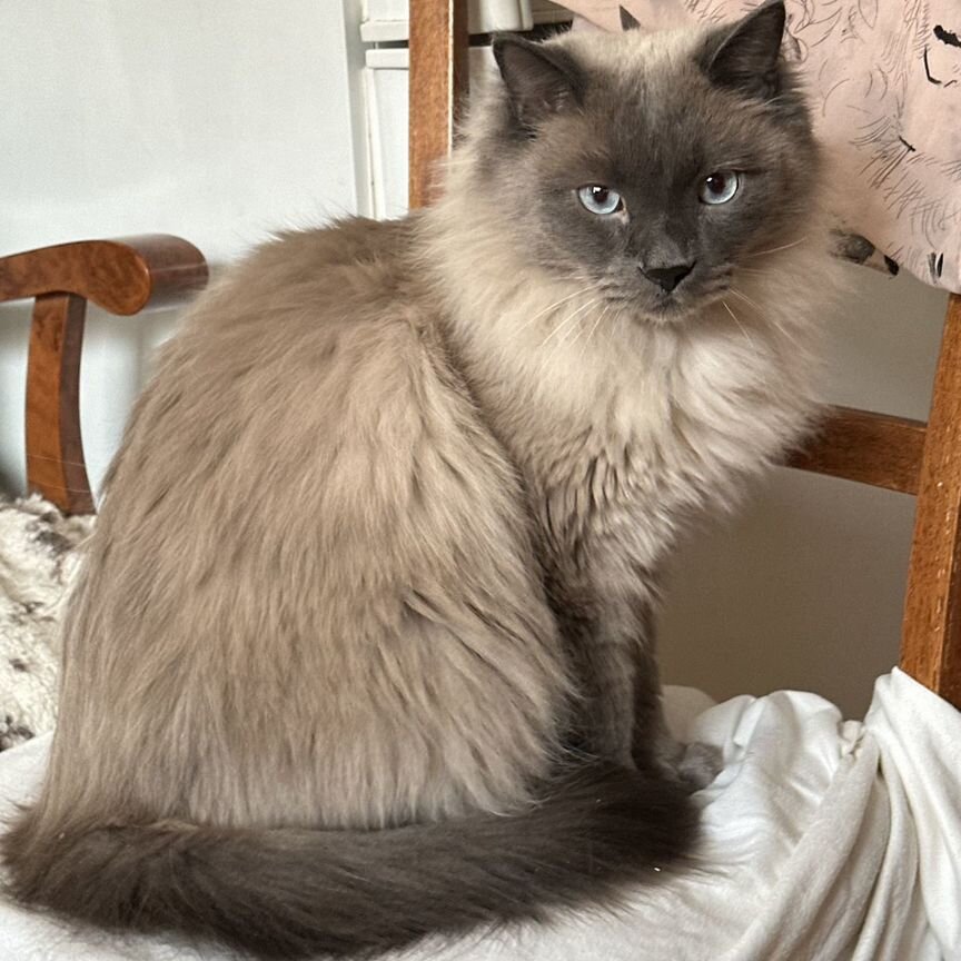 Взрослый кот в добрые руки