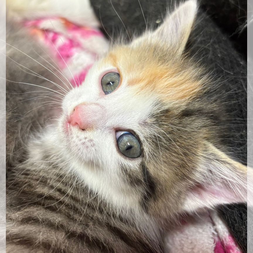 Котёнок в добрые руки