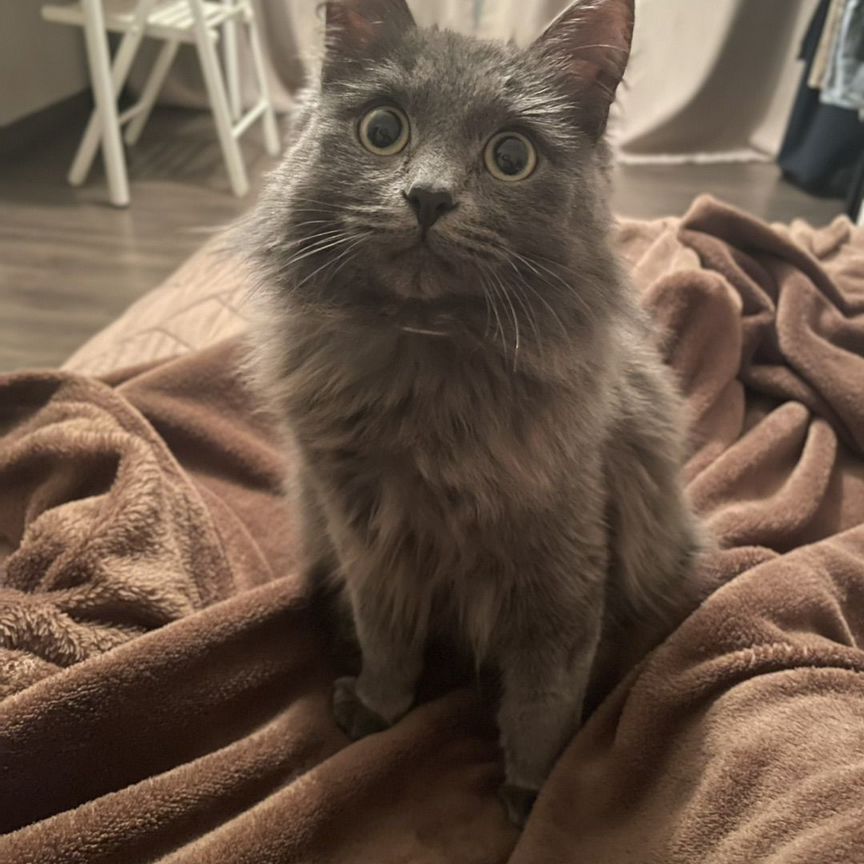 Кот Кузя в добрые руки