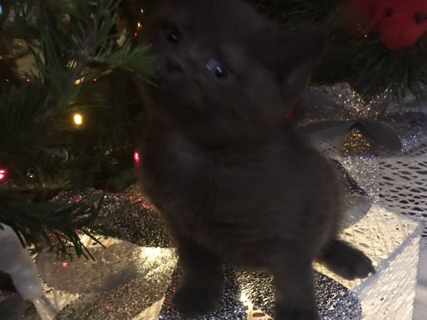 Кошка