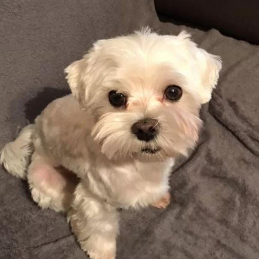 Мальтипу 1 год девочка