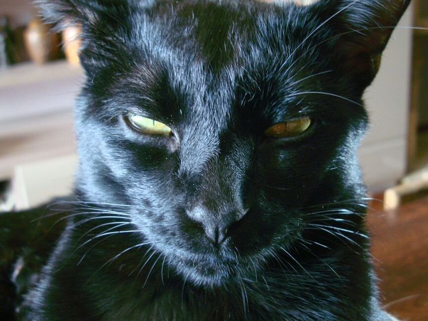 Кот ищет кошку невесту
