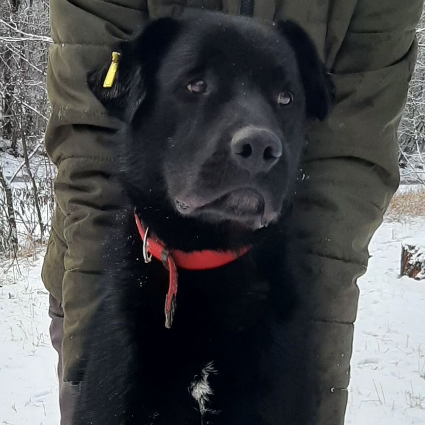 Лабрадор-ретривер, взрослая собака