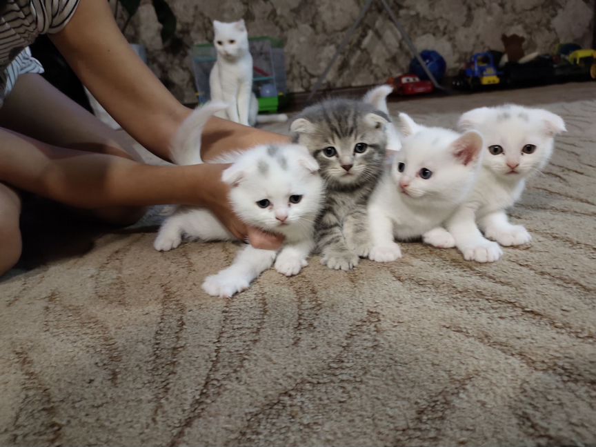 Британские вислоухие котята