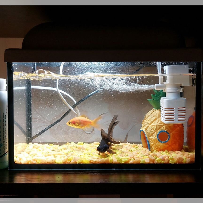 Аквариум с рыбками