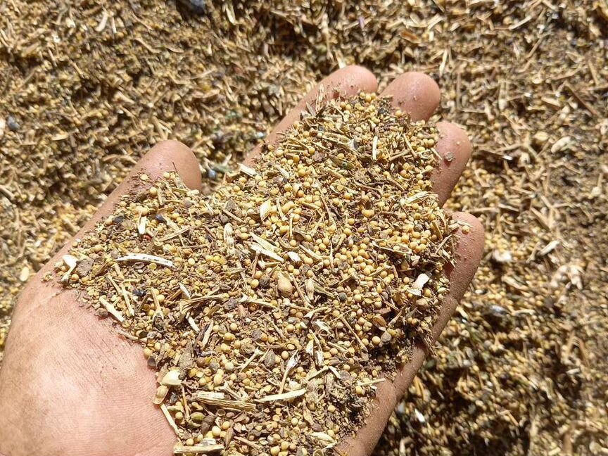 Горчица отходы