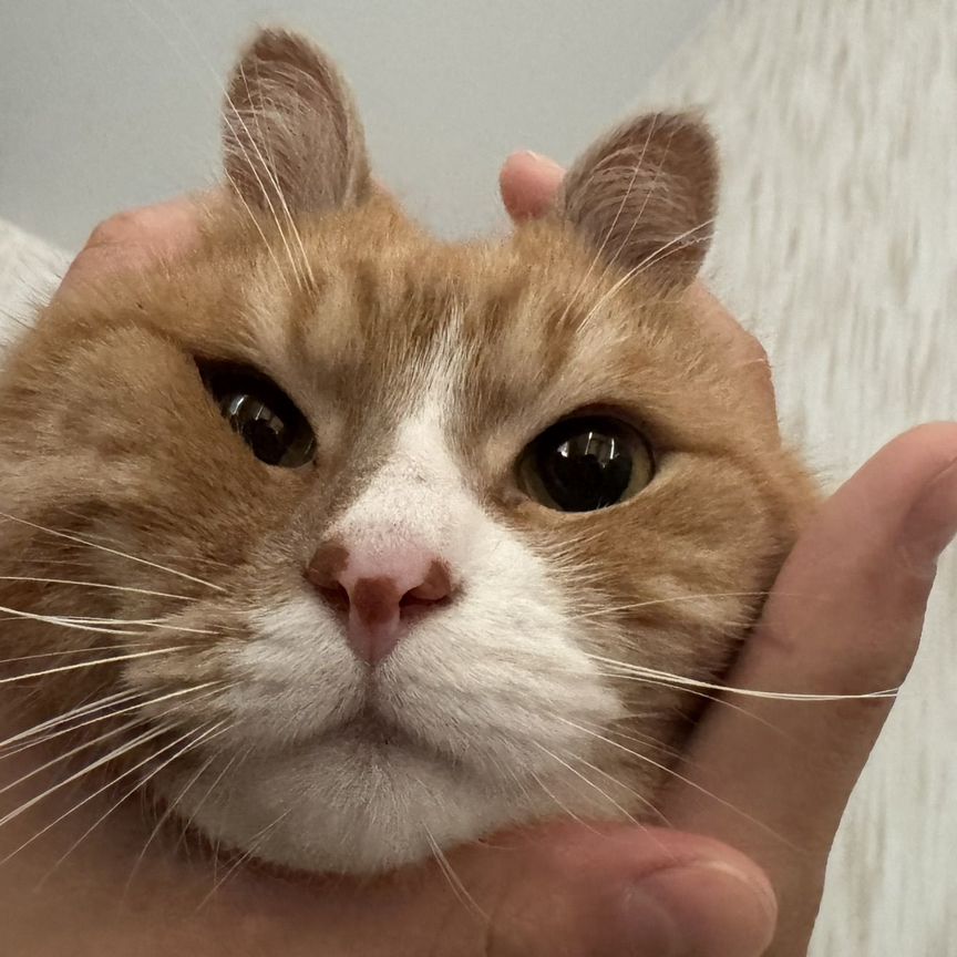 Подписка на онлайн-кота