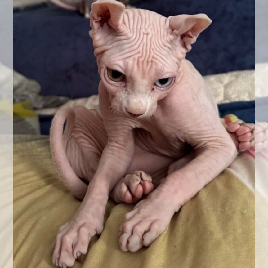 Канадский сфинкс котёнок