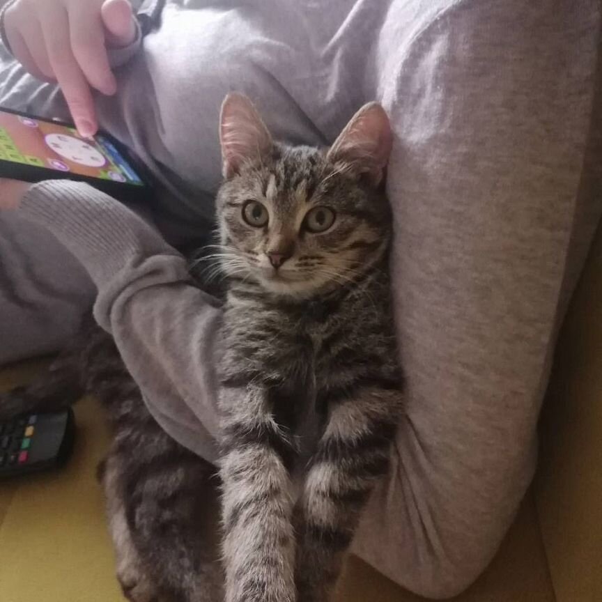 Котенок тигрёнок Лео