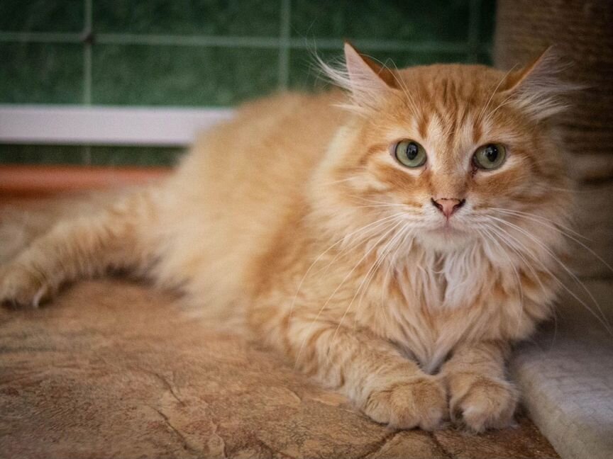 Котик в добрые руки
