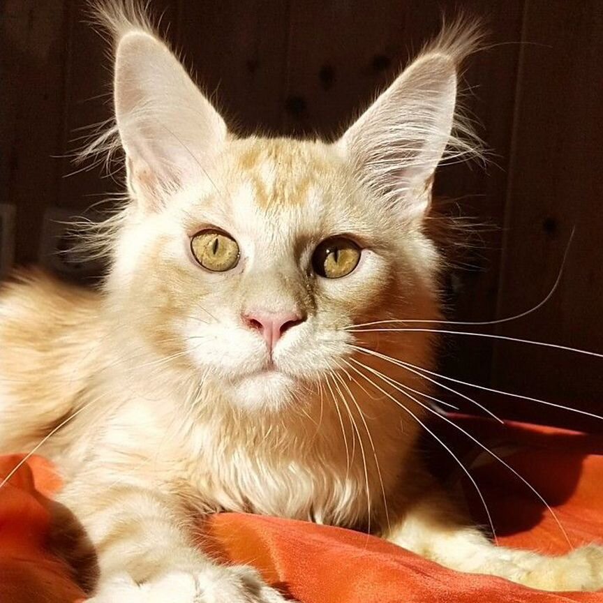 Мейн-кун котёнок