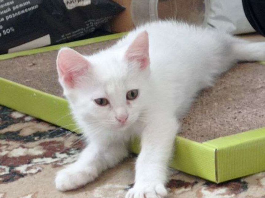 Белая кошечка као-мани