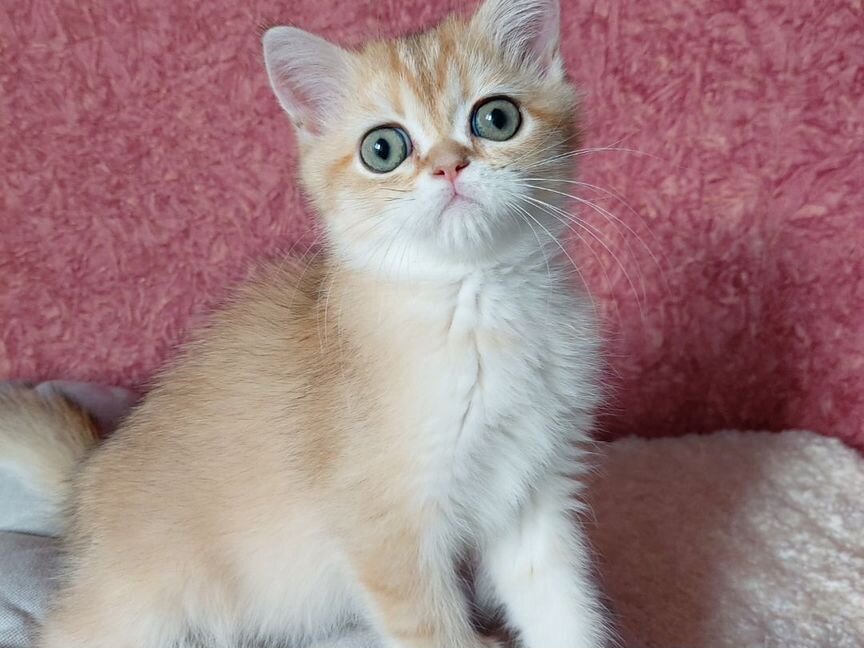 Шотландские котята золотая шиншилла