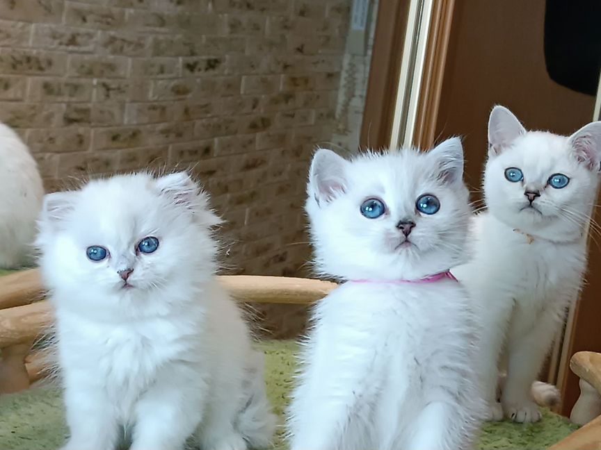 Британские котята серебристая шиншилла пойнт