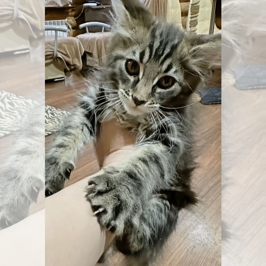 Мейн-кун котёнок