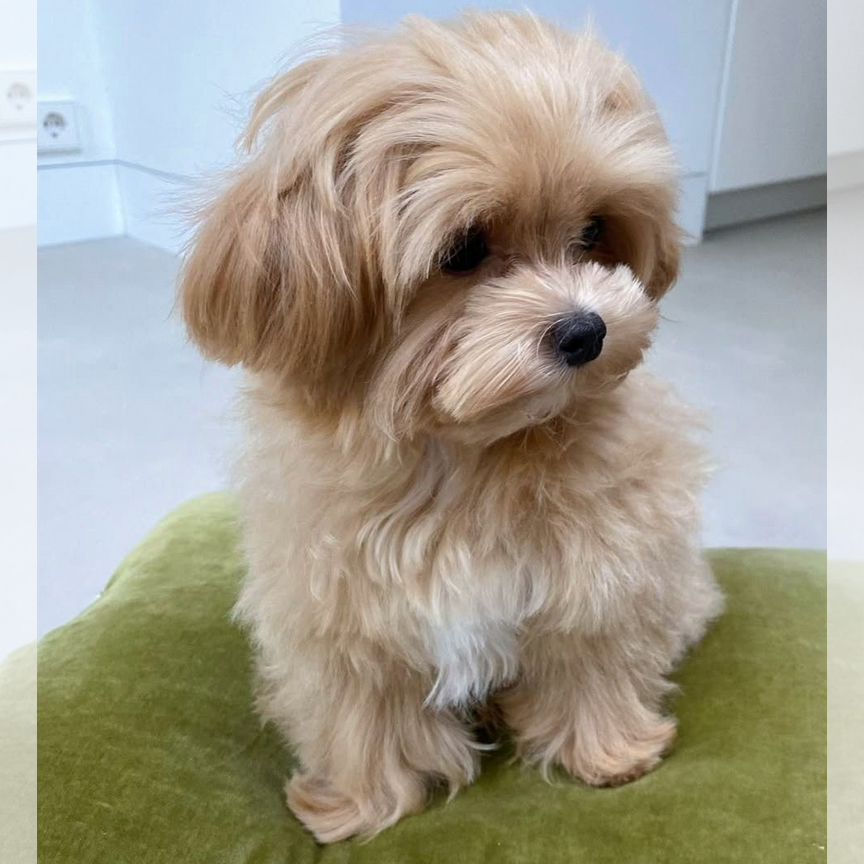 Мальтипу, щенок