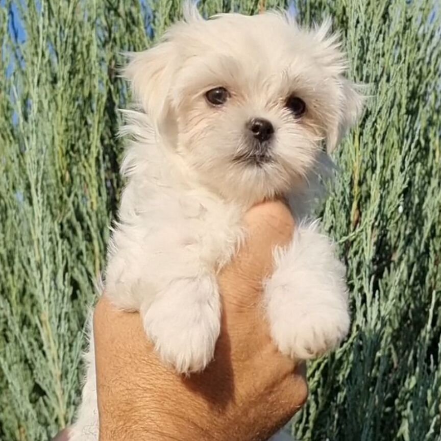 Мальтийская болонка, щенок