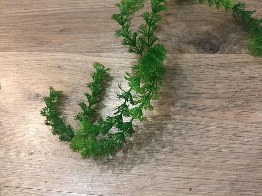 Растения аксессуары