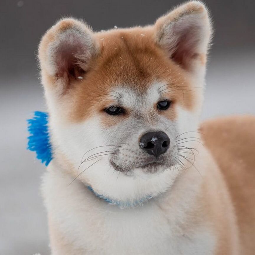 Крупный,костистый кобель акита   фото отца