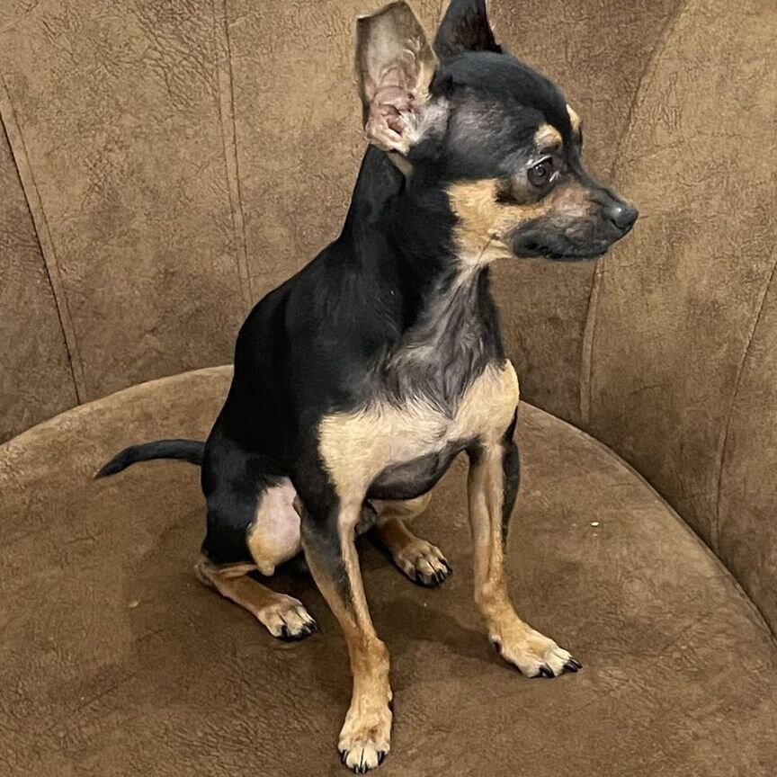 Русский той-терьер, взрослый пёс