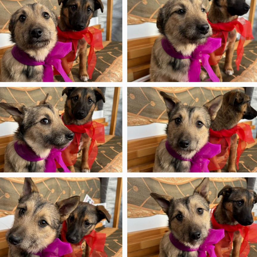 Маленькие собачки