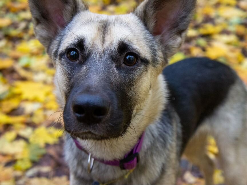 Клайд. Заводной пёс ищет дом