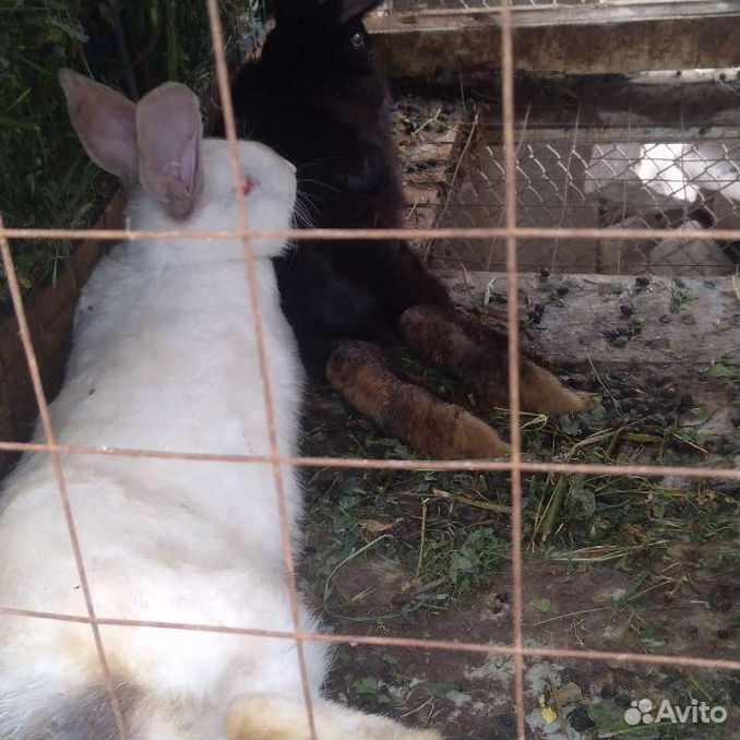 Прадаю кроликов есть самки и самцы