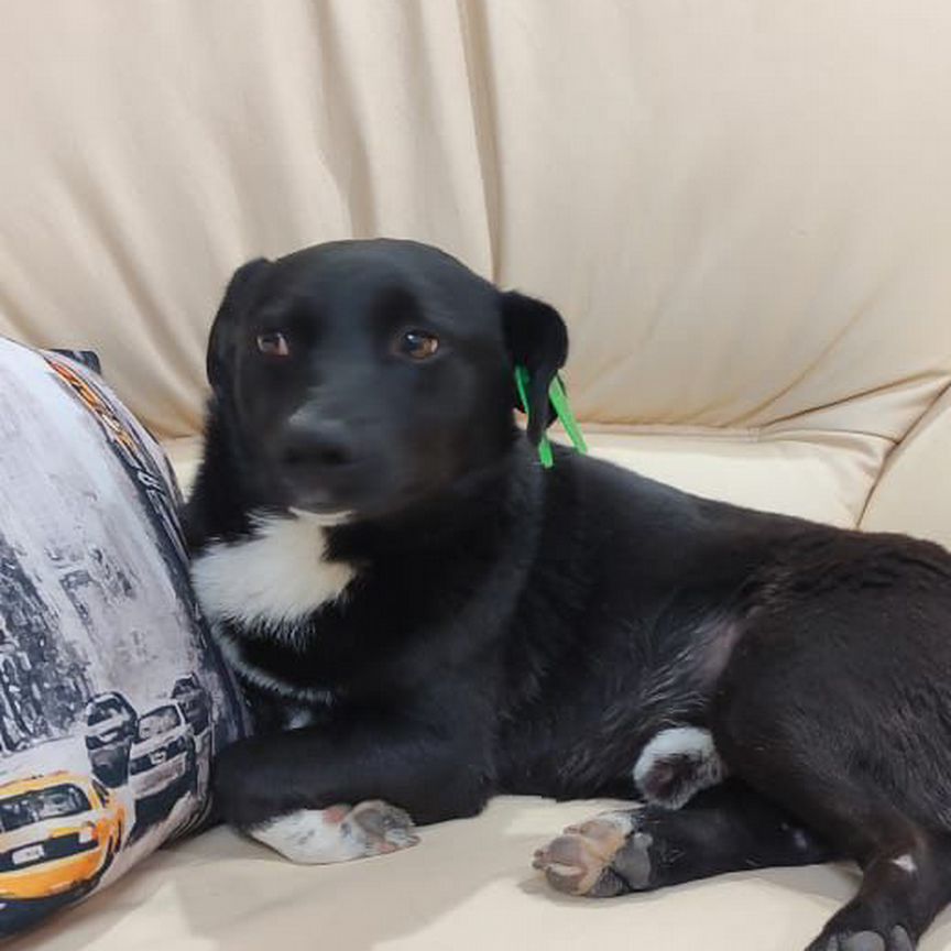 Собака мальчик в добрые руки