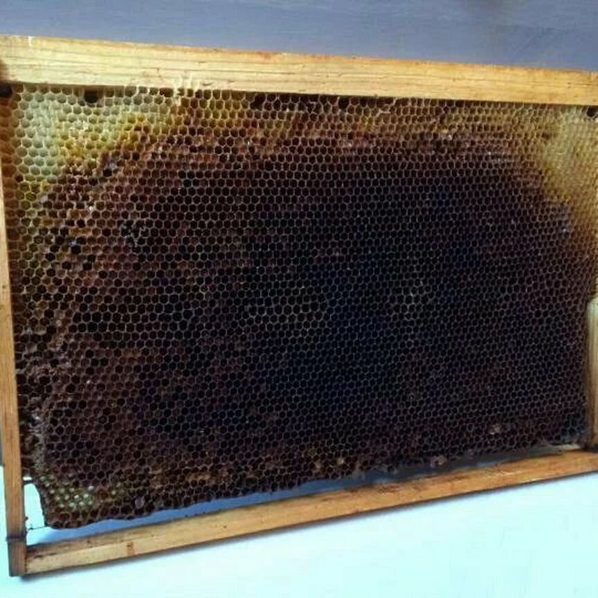 Сушь Рутовская