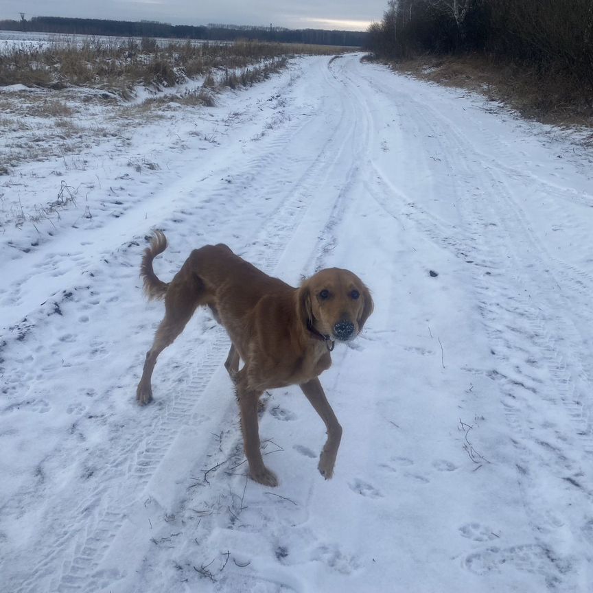 Продам восточную борзую Салюки