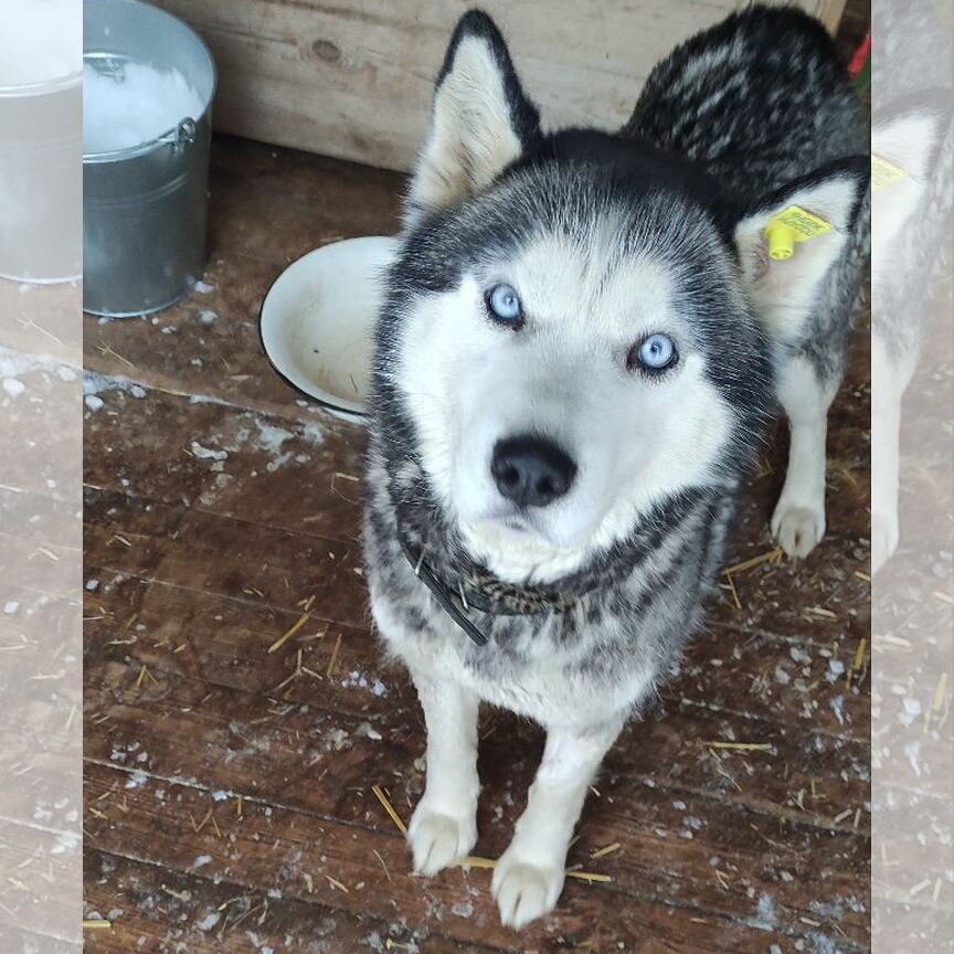 Сибирский хаски, взрослая собака