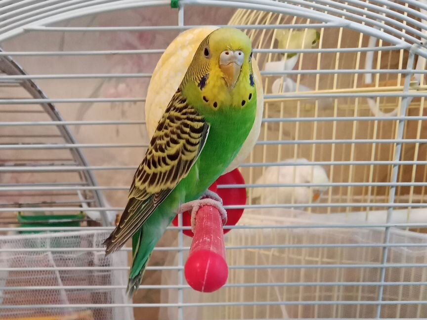 Птенцы волнистый попугай