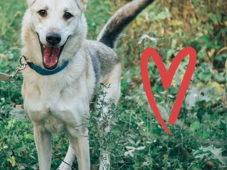 Собака в добрые руки