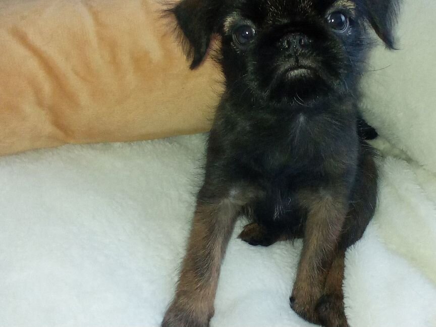 Продам щенков гриффончика