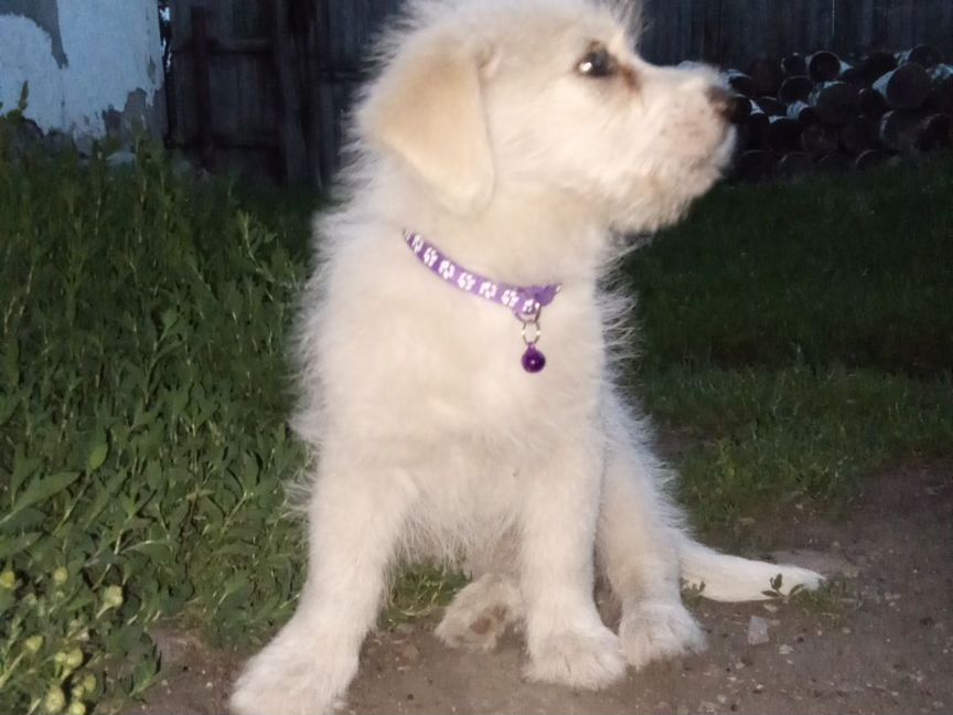 Собака в добрые руки щенок